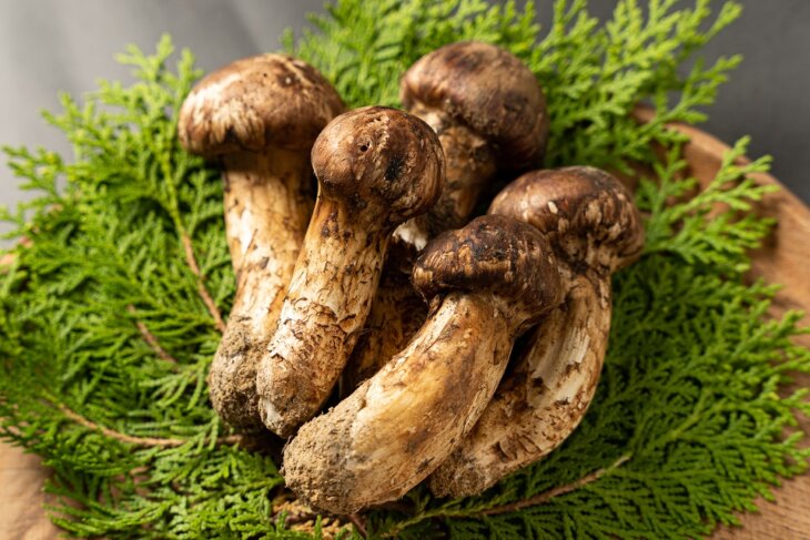 【今月の旬食材】「まつたけ」絶滅危惧種に指定されたきのこの王様～味覚歳時記～ | グルメ情報誌「おとなの週末Web」